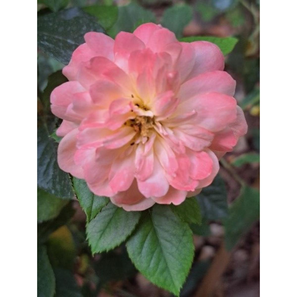 Rosier King Arthur, Rosier anglais English Legend, arbustif couleur abricot