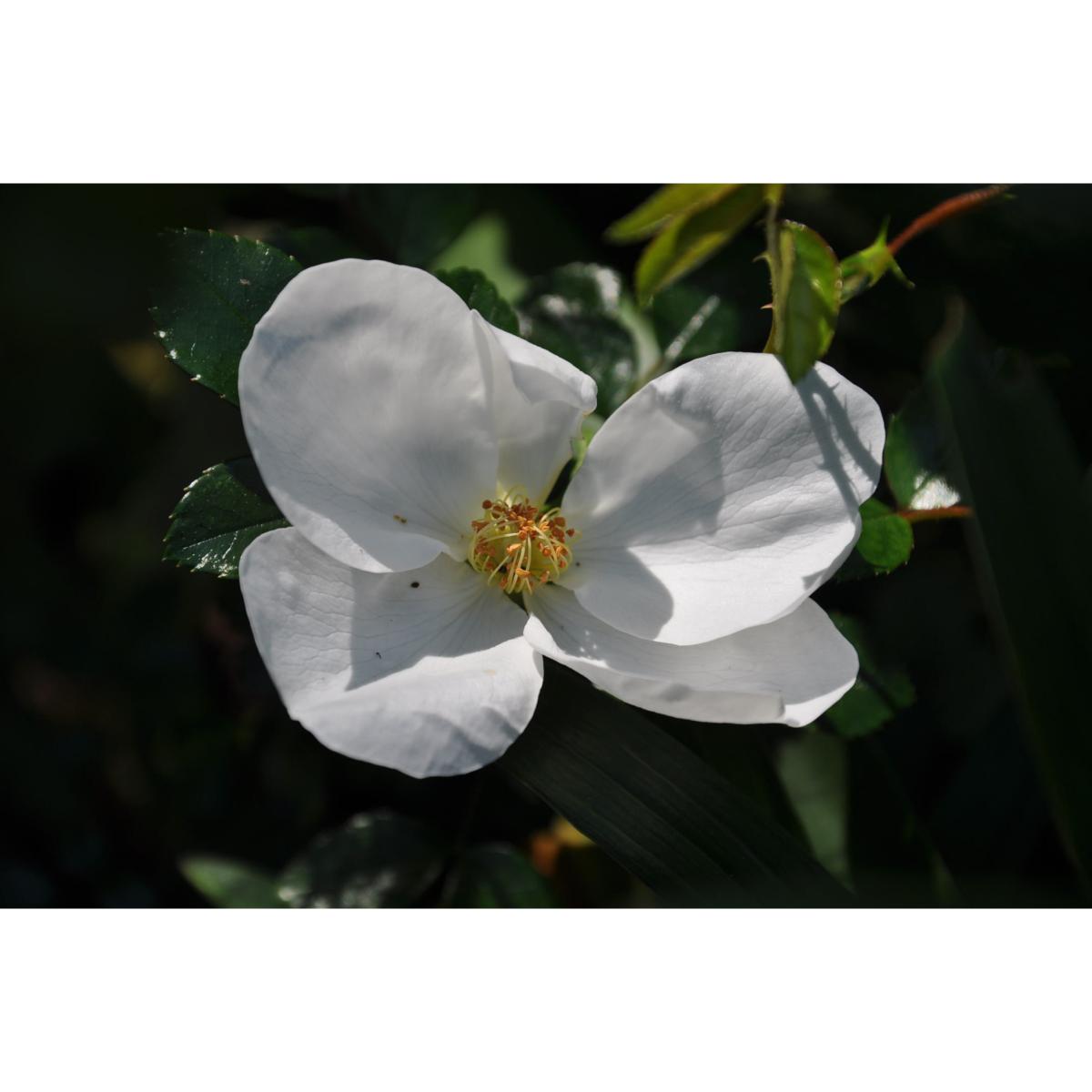 Rosa Escimo Kormifari - Rosier arbustif à fleurs simples blanches ...