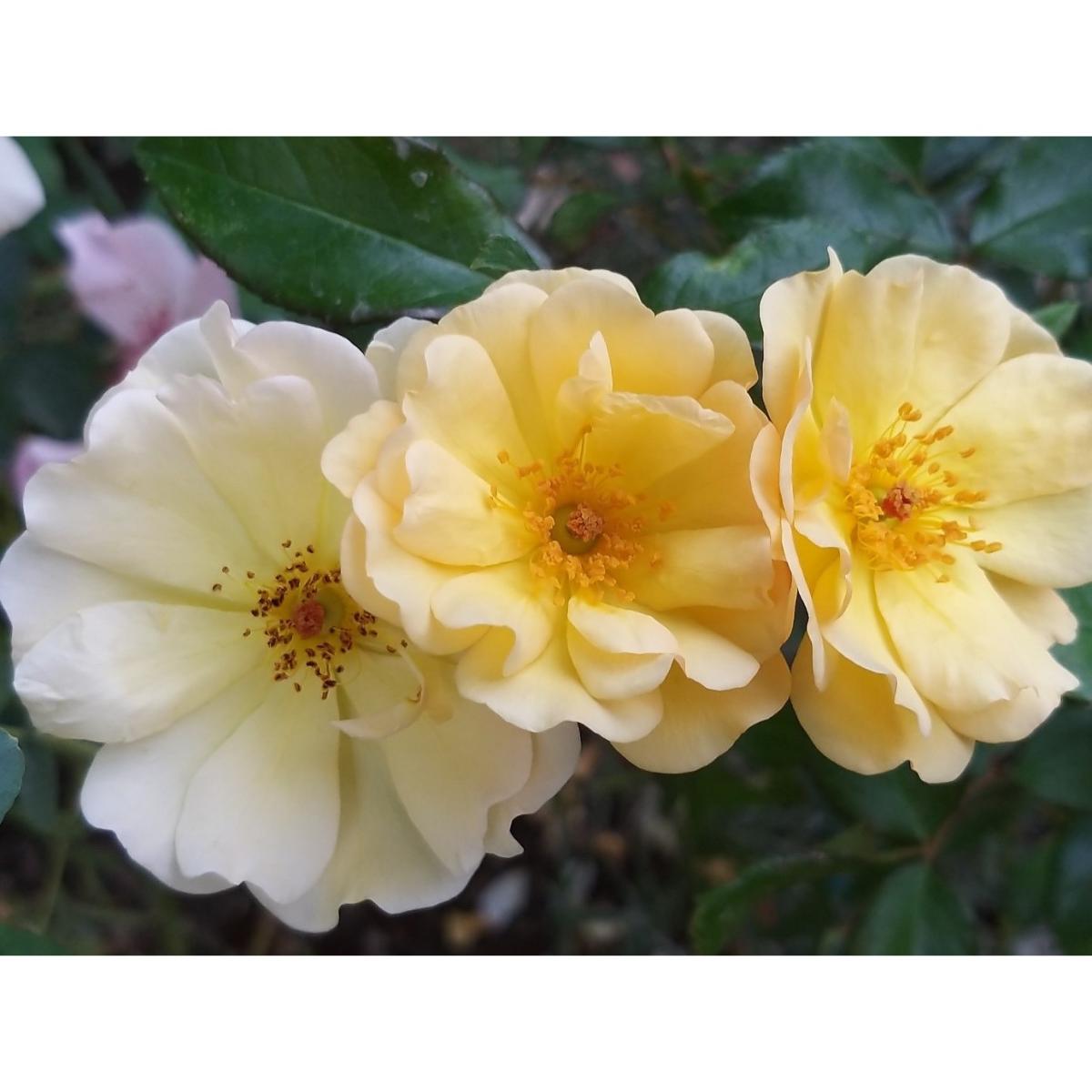 Rosa Amber Sun, obtention Kordes, rosiers couvre sol, floribunda.