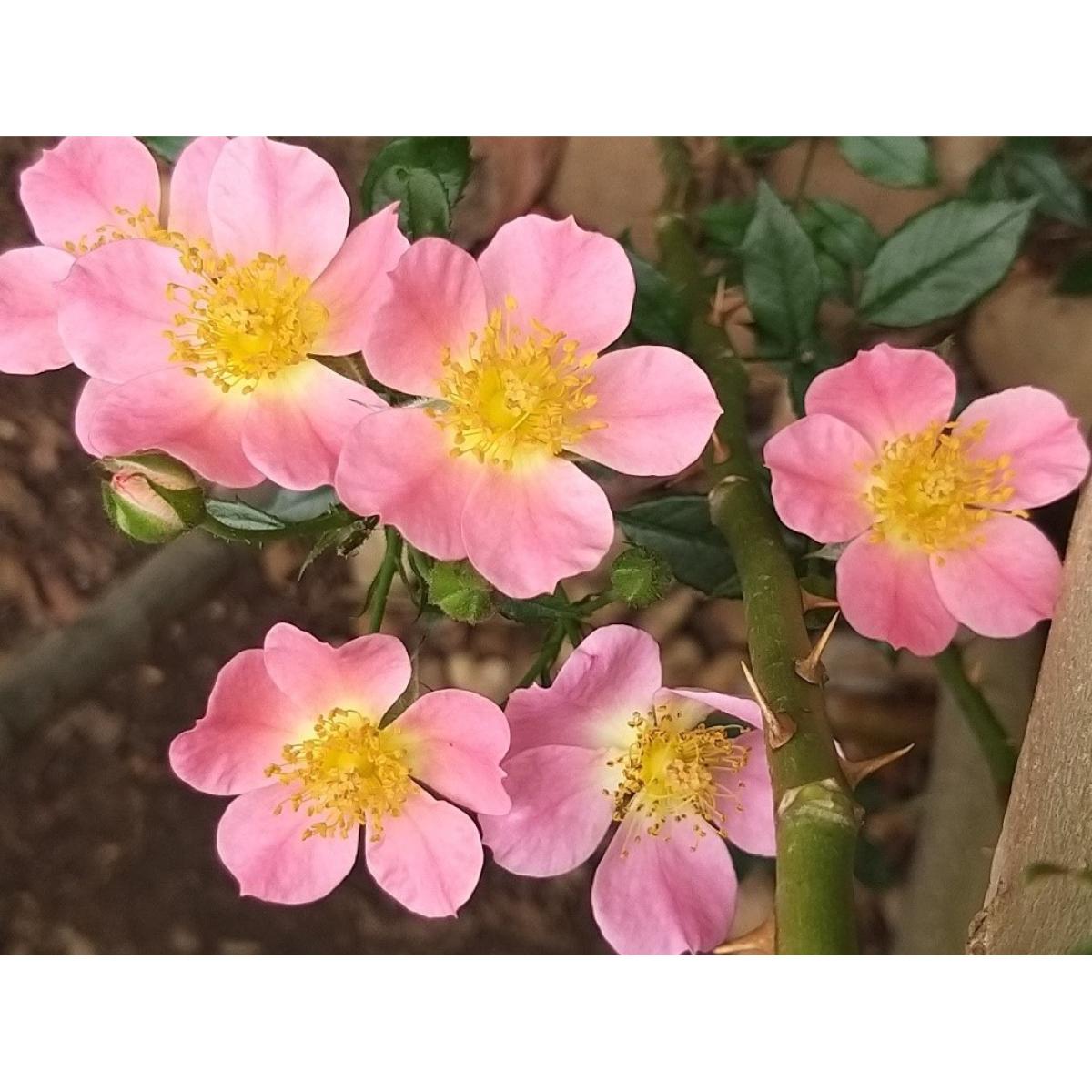 Rosier Topolina - Rosa (x) couvre-sol, tapissant, florifère, à fleurs ...
