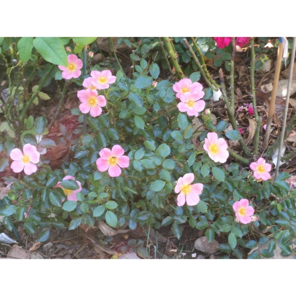 Rosier Topolina - Rosa (x) couvre-sol, tapissant, florifère, à fleurs ...