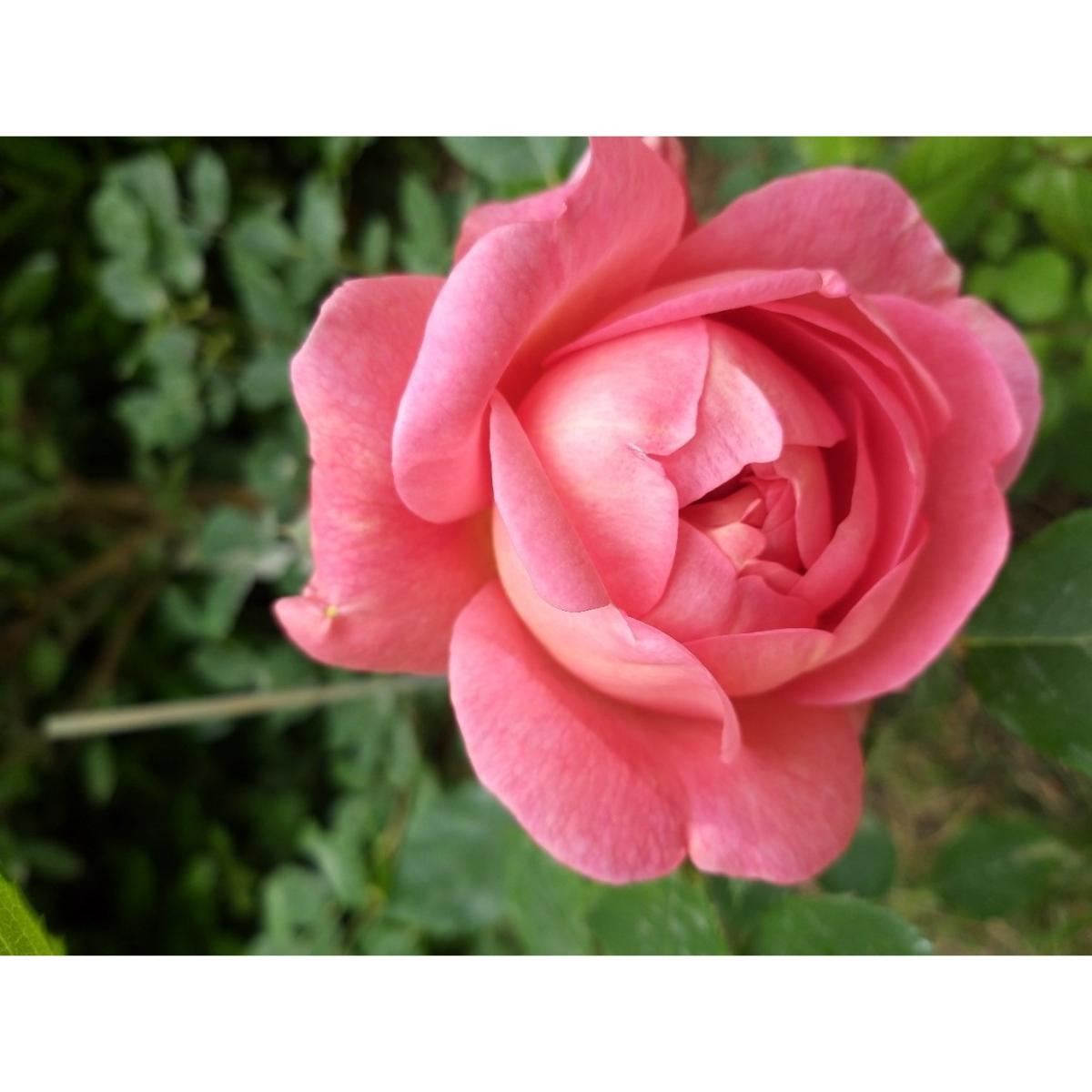 Rosa Boscobel® - Auscousin - Rose anglaise David Austin - Des fleurs ...