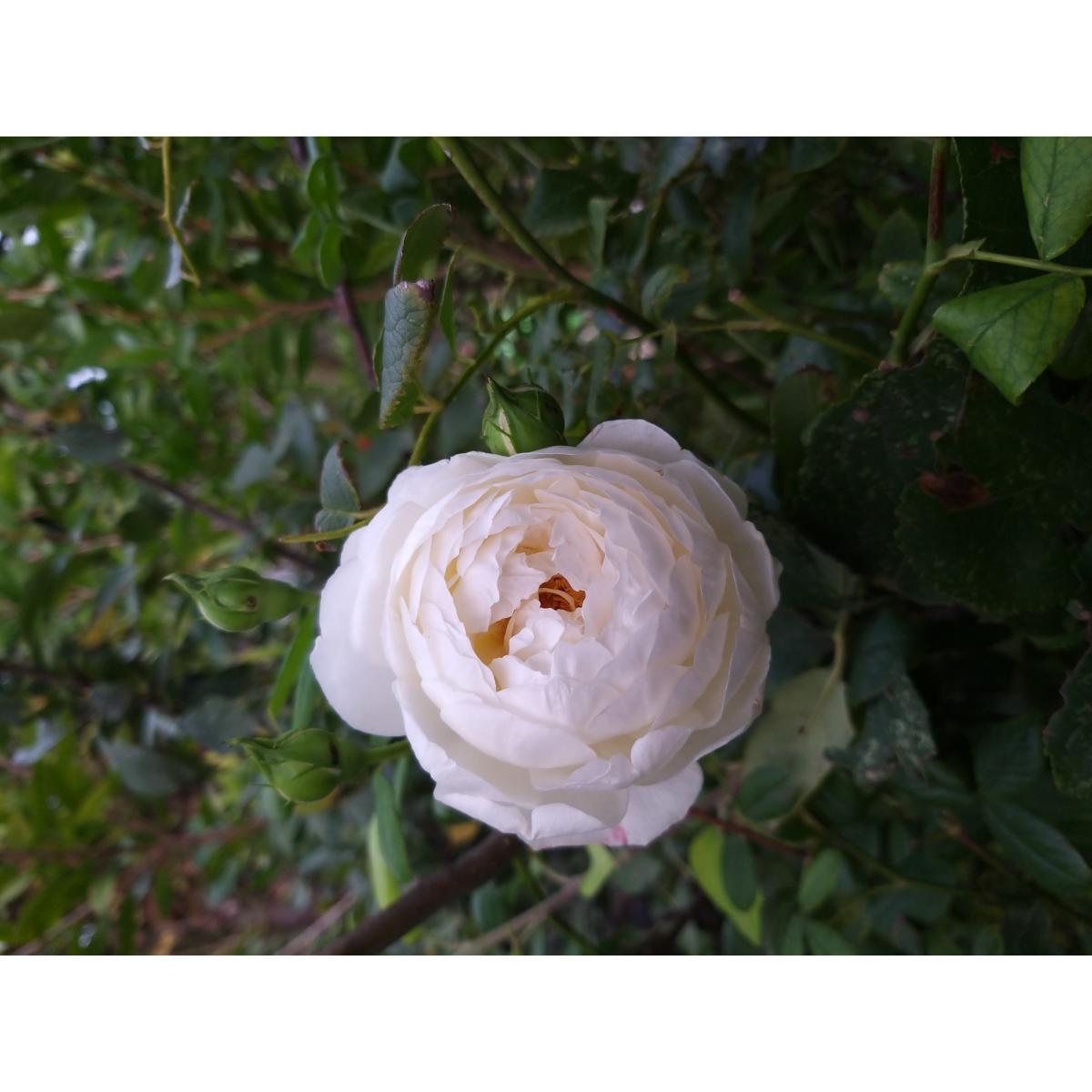 Rosa Claire Austin® - Ausprior - Rose anglaise David Austin - Fleurs ...