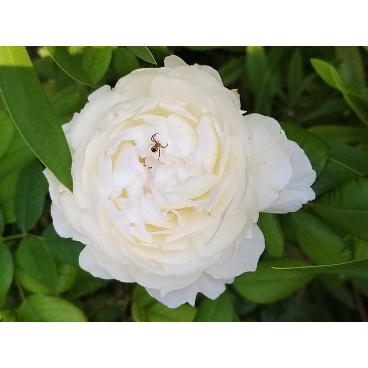 Rosa Claire Austin® - Ausprior - Rose anglaise David Austin - Fleurs ...