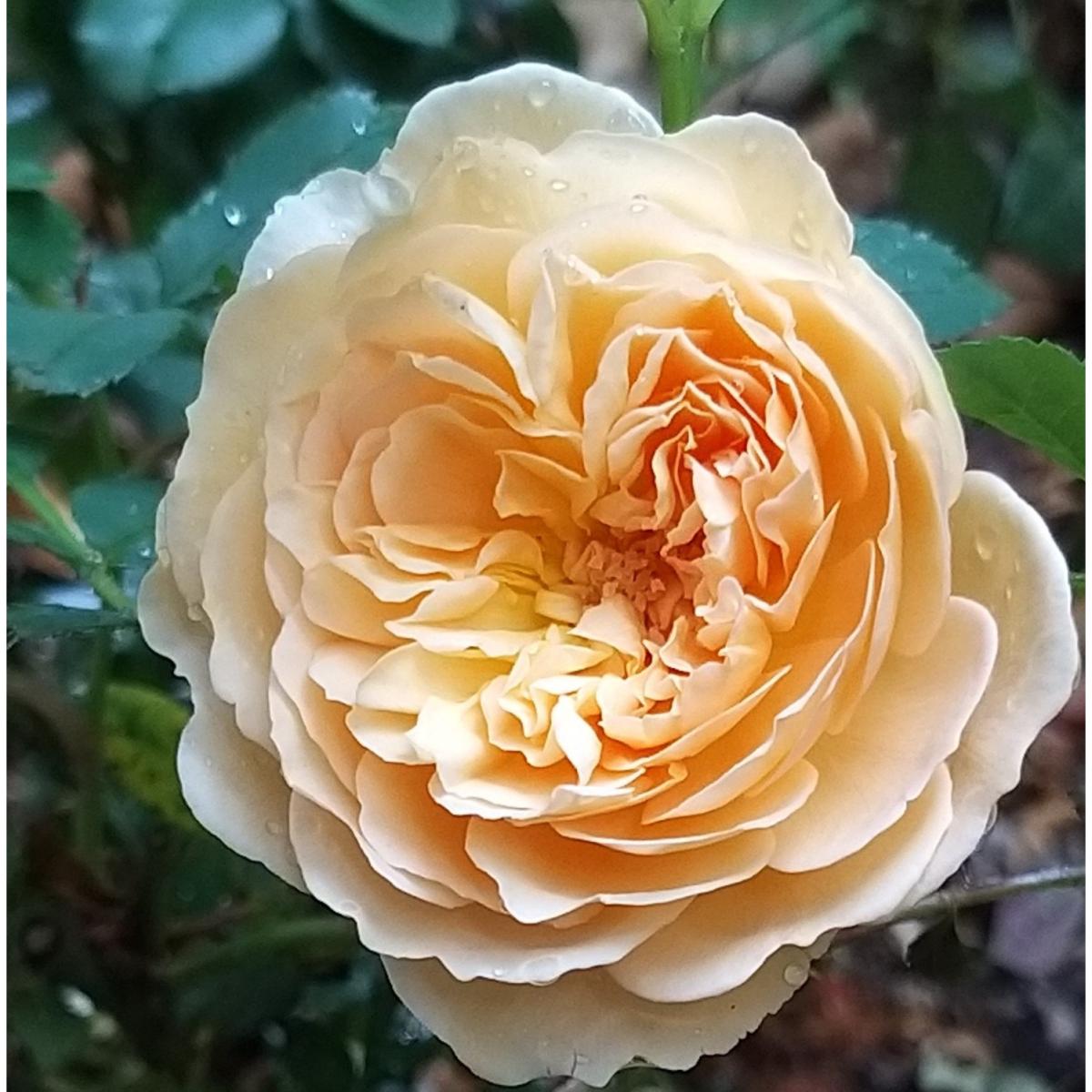 Rosa Crown Princess Margareta - Auswinter- Rose anglaise David Austin ...