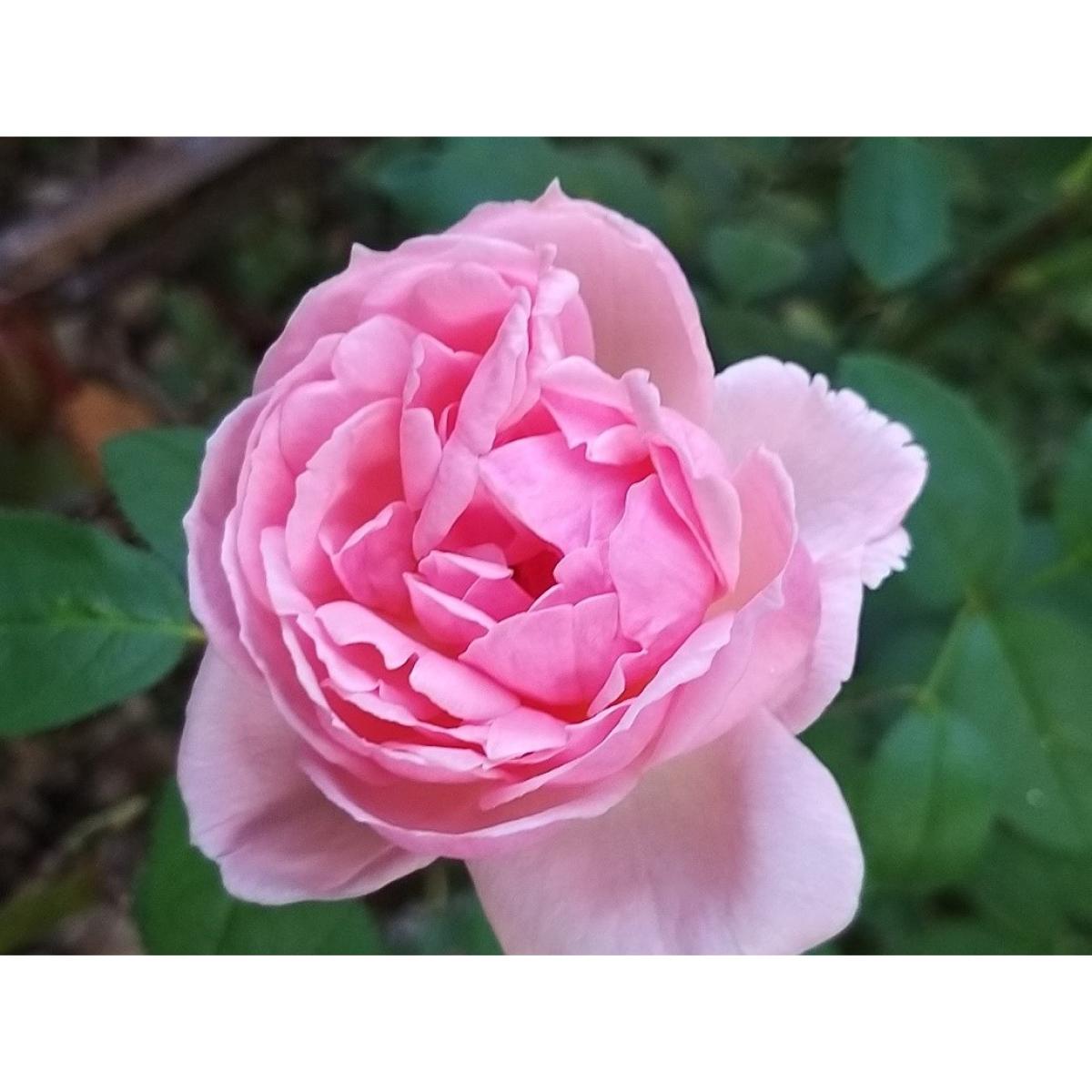 Rosa Eglantyne Ausmak - Rose anglaise David Austin aux fleurs rose doux ...