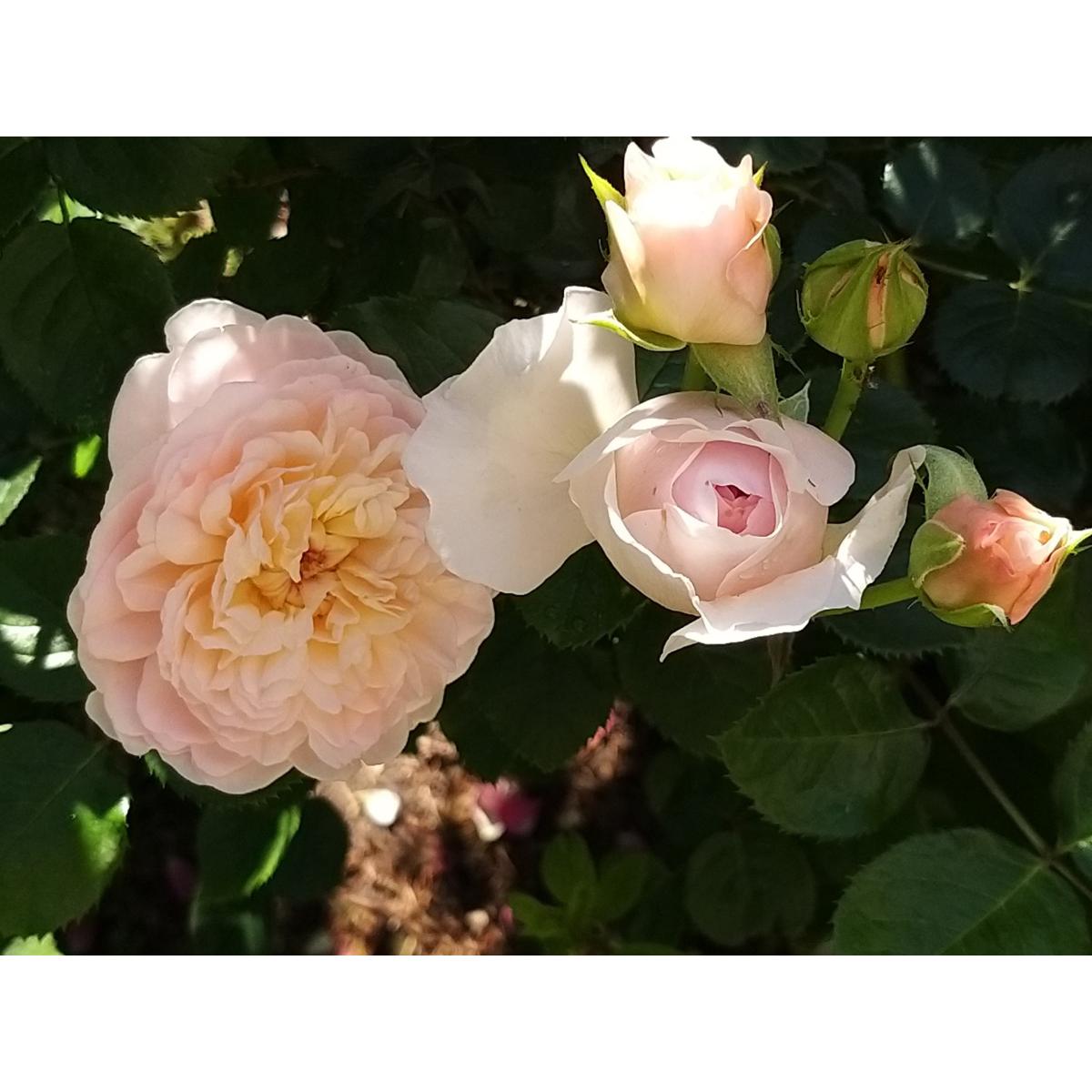 Rosa Emily Brontë - Ausearnshaw - Rose anglaise David Austin à fleurs ...