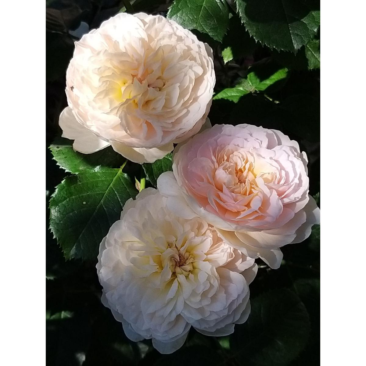 Rosa Emily Brontë - Ausearnshaw - Rose anglaise David Austin à fleurs ...