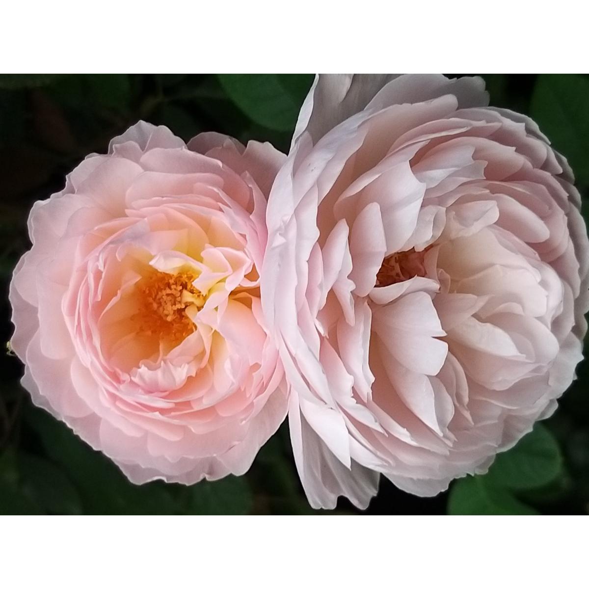 Rosa Gentle Hermione® - Ausrumba - Rose anglaise David Austin - Des ...