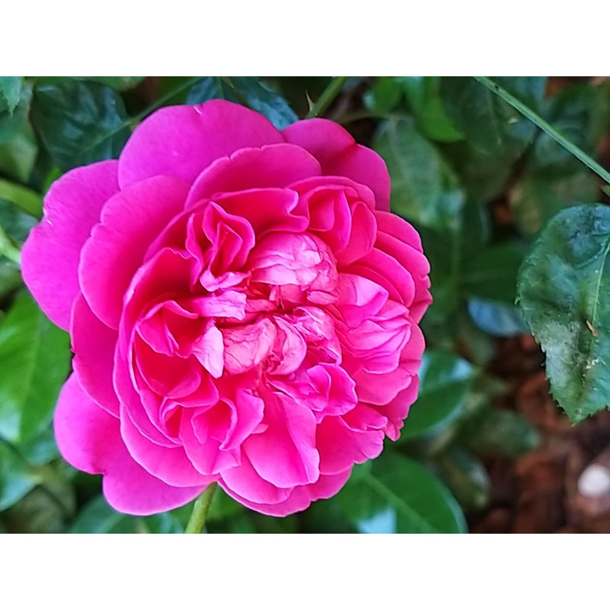 Rosa James L Austin Auspike - Rose anglaise David Austin à fleurs rose ...