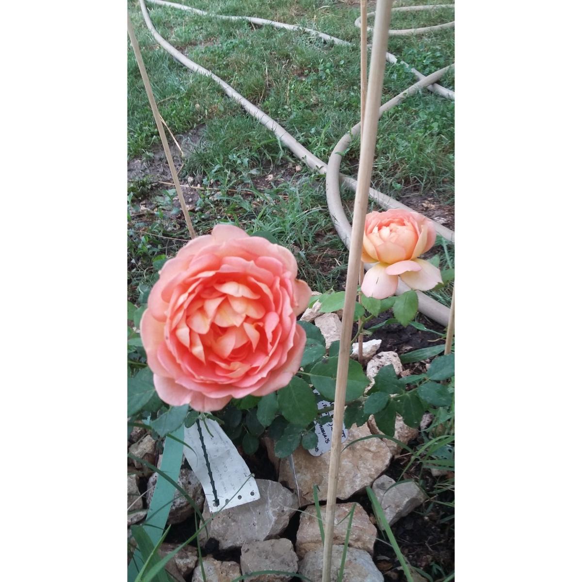 Rosa Lady Emma Hamilton® - Ausbrother - Rose anglaise David Austin ...