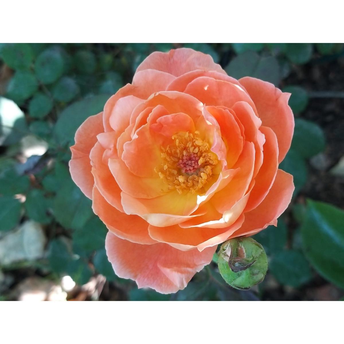 Rosa Lady Emma Hamilton® - Ausbrother - Rose anglaise David Austin ...