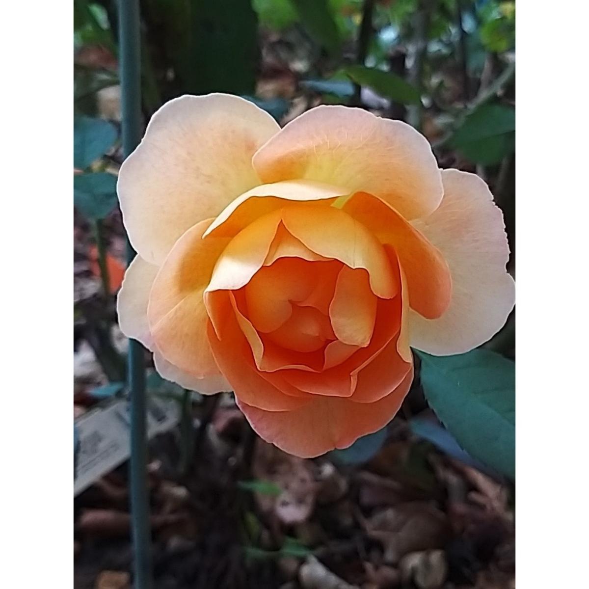 Rosa Lady Emma Hamilton® - Ausbrother - Rose anglaise David Austin ...