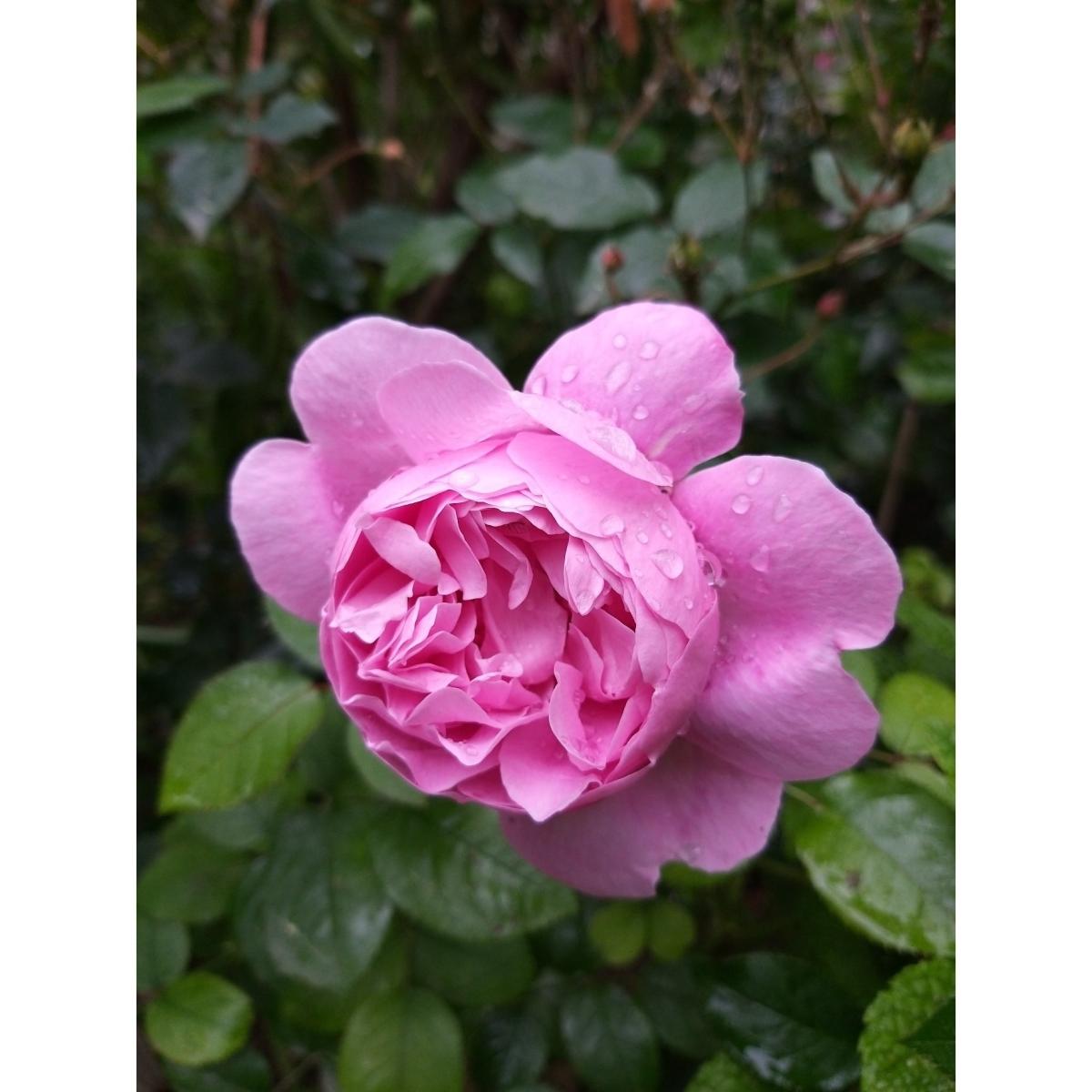 Rosa Mary Rose Ausmary - Rose anglaise David Austin aux fleurs rose pur ...