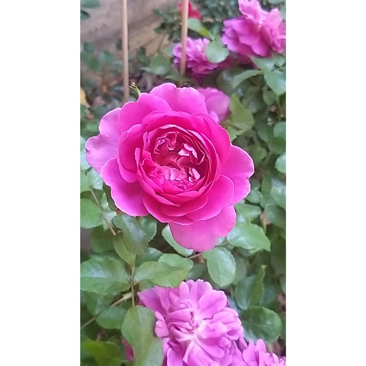 Rosa Princess Anne® - Auskitchen - Rose anglaise David Austin - Des ...