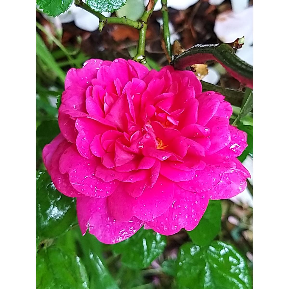 Rosa Princess Anne® - Auskitchen - Rose anglaise David Austin - Des ...