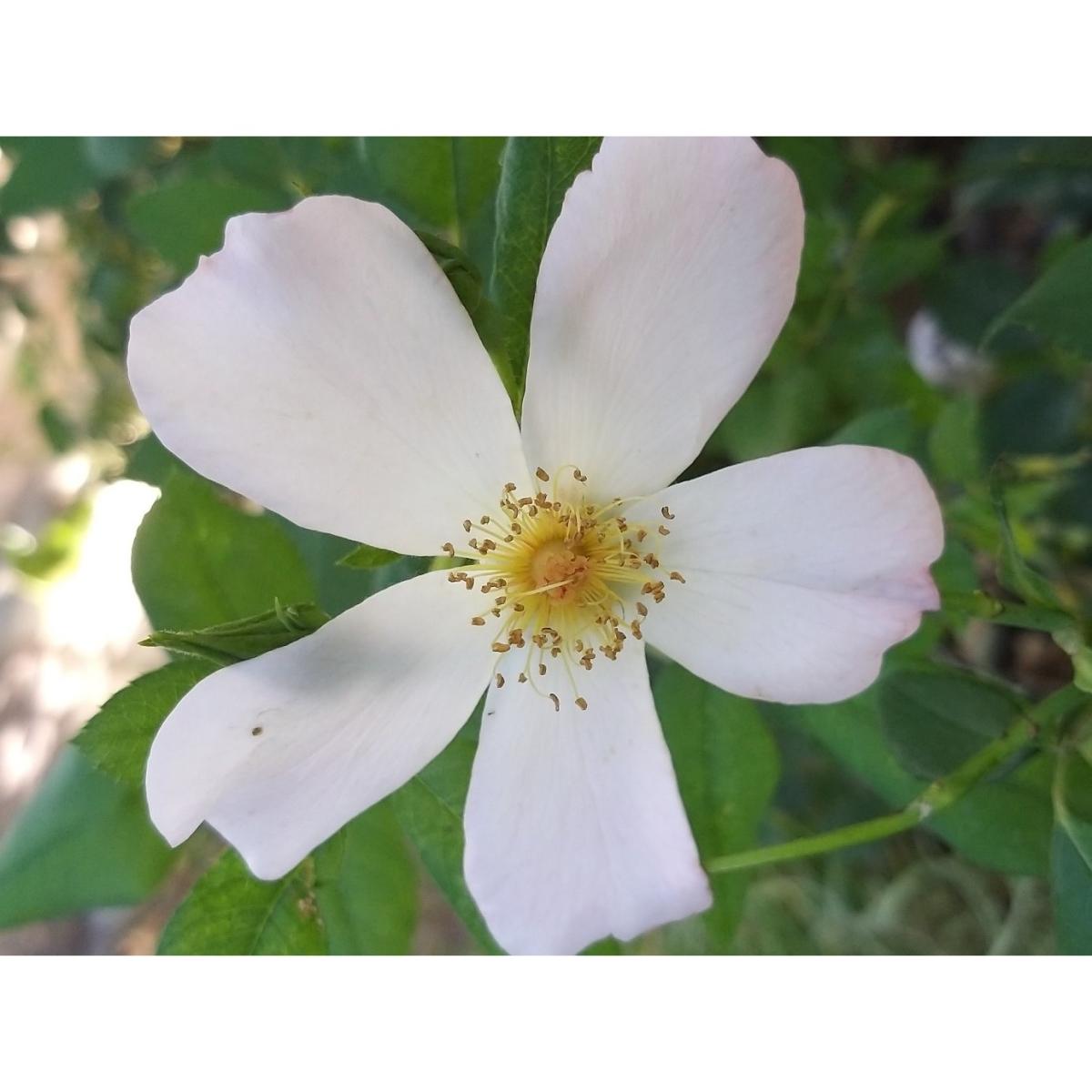 Rosa The Alexandra rose® - Ausday - Rose anglaise David Austin - Fleurs ...