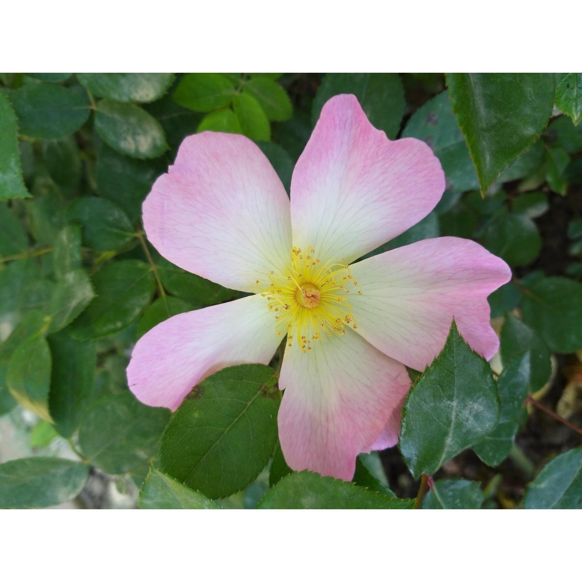 Rosa The Alexandra rose® - Ausday - Rose anglaise David Austin - Fleurs ...