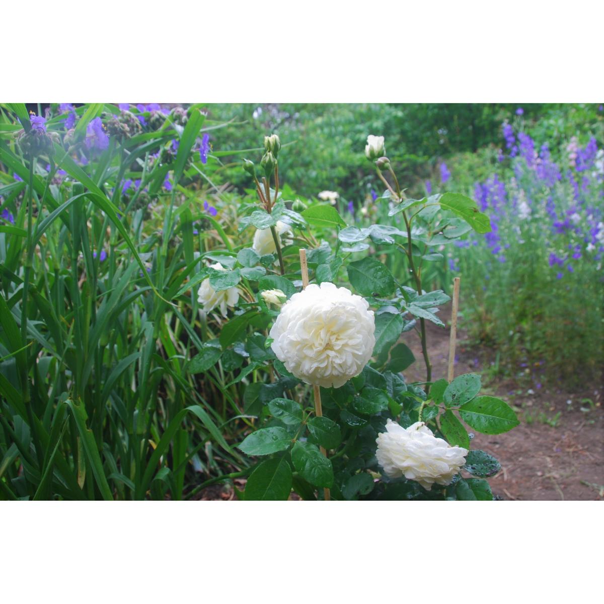 Rosa Tranquility® - Ausnoble - Rose anglaise David Austin - Des fleurs ...