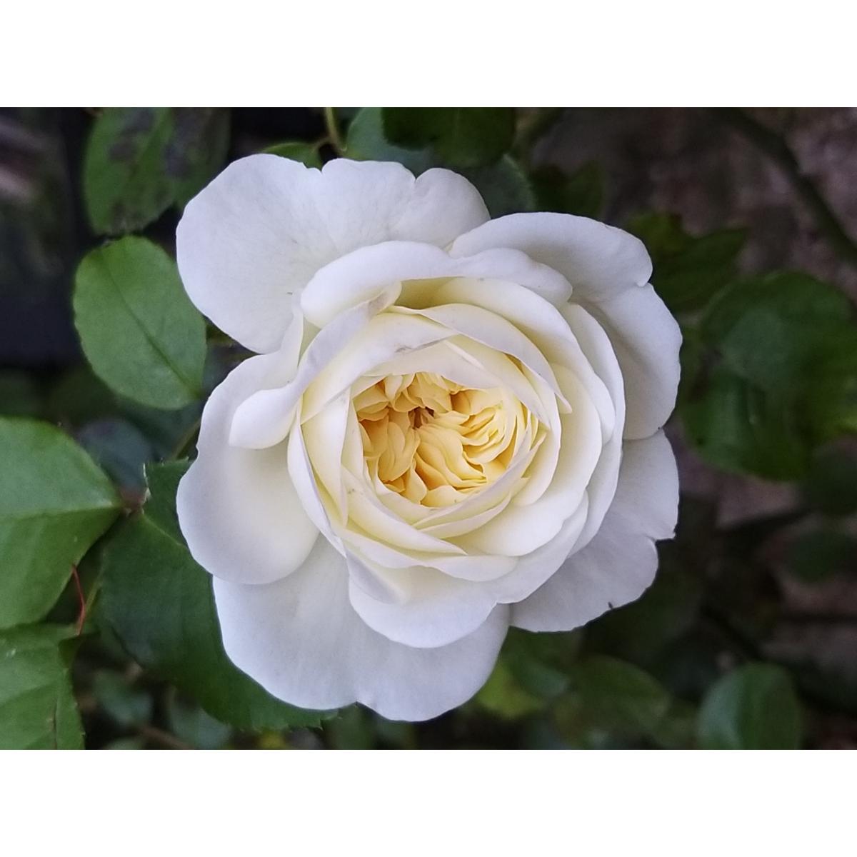 Rosa Tranquility® - Ausnoble - Rose anglaise David Austin - Des fleurs ...