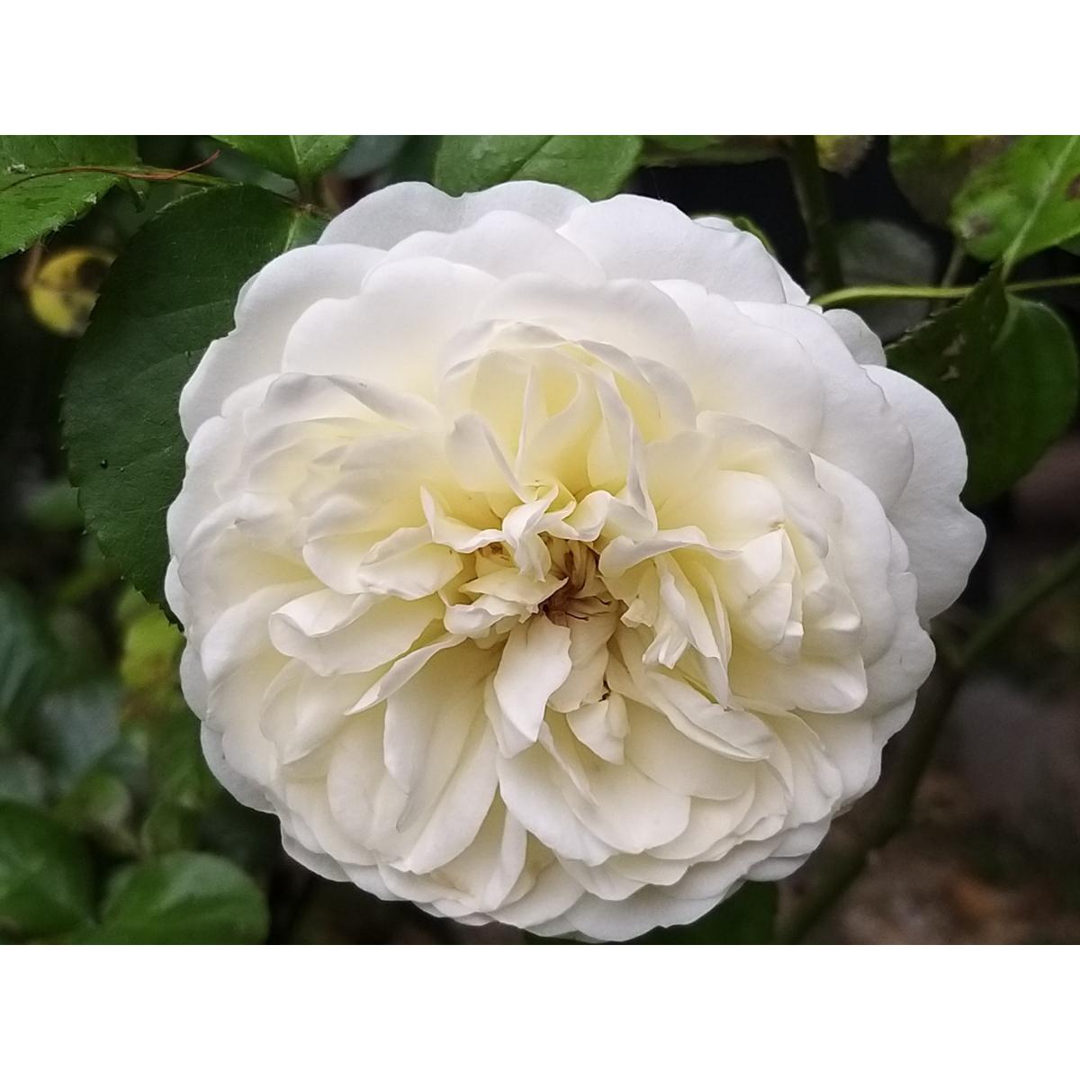 Rosa Tranquility® - Ausnoble - Rose anglaise David Austin - Des fleurs ...