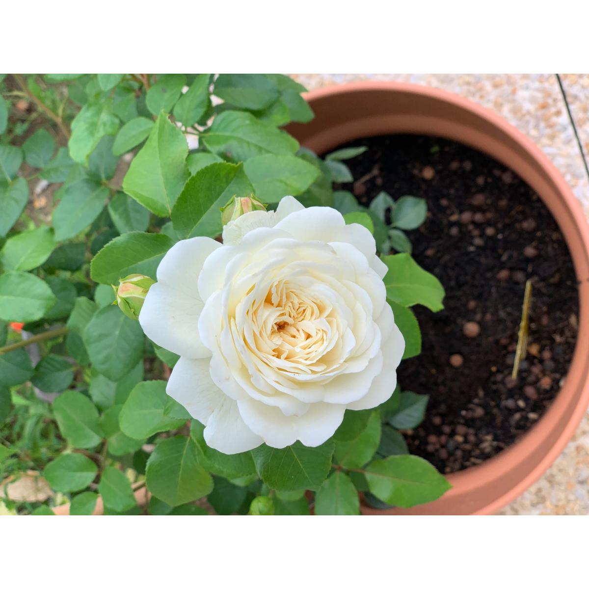 Rosa Tranquility® - Ausnoble - Rose anglaise David Austin - Des fleurs ...