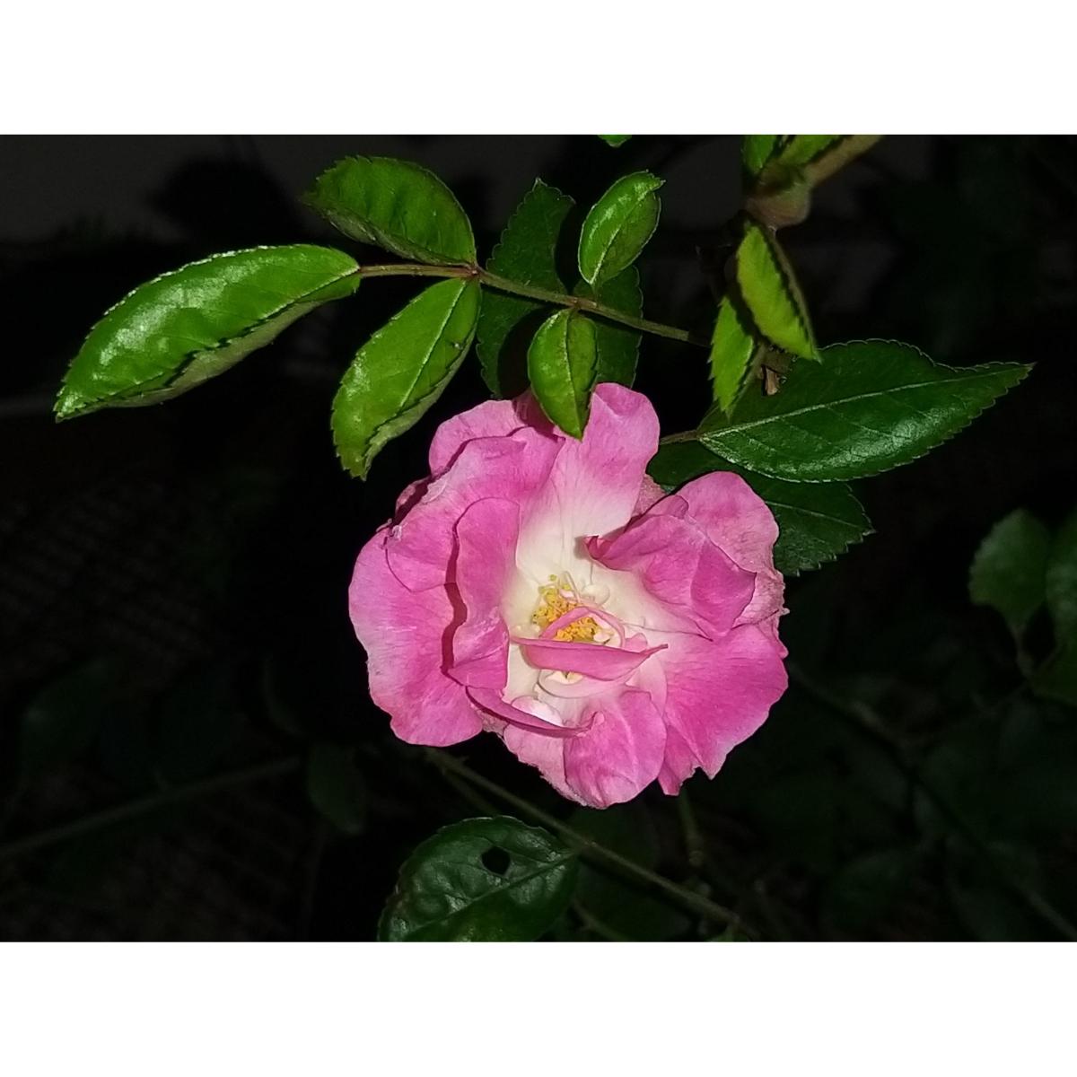 Rosier de Banks Rosea - Rosa banksiae - Liane aux fleurs doubles roses