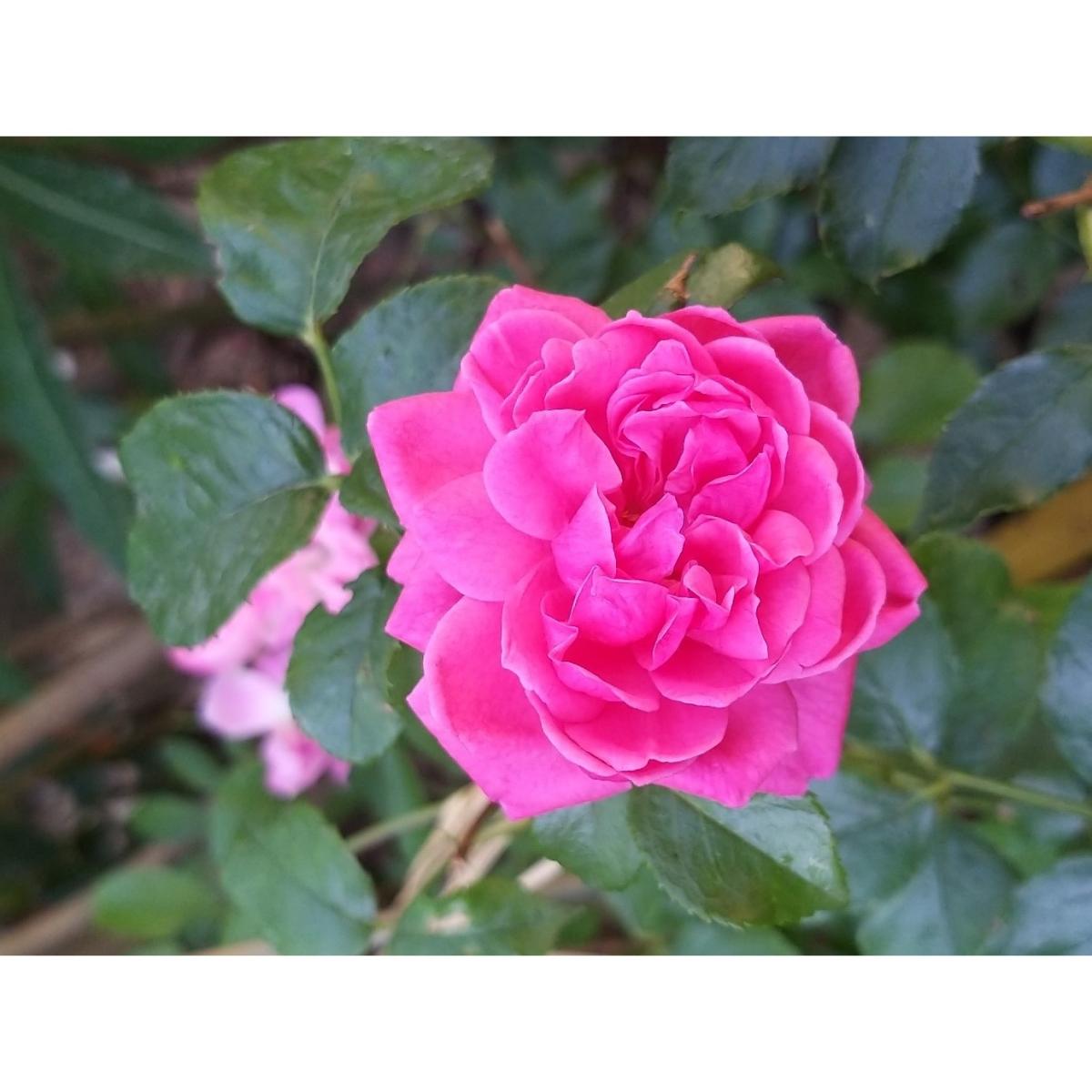 Rosier Decorosier EMERA