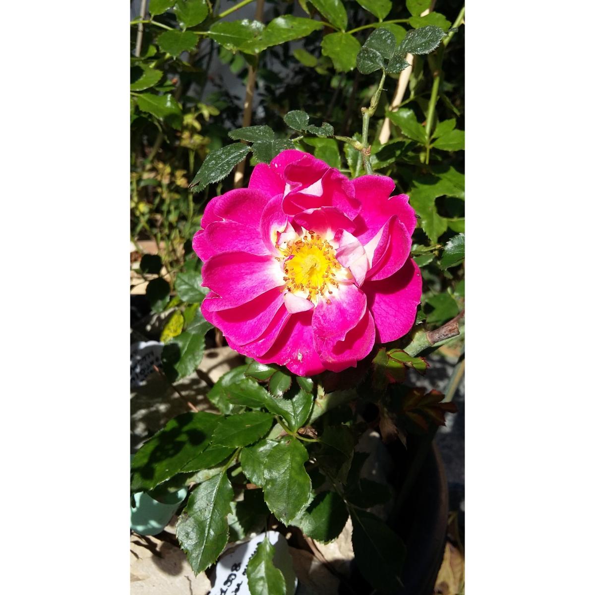 Rosa polyantha Charmant - Rosier miniature, très sain, aux bouquets de ...