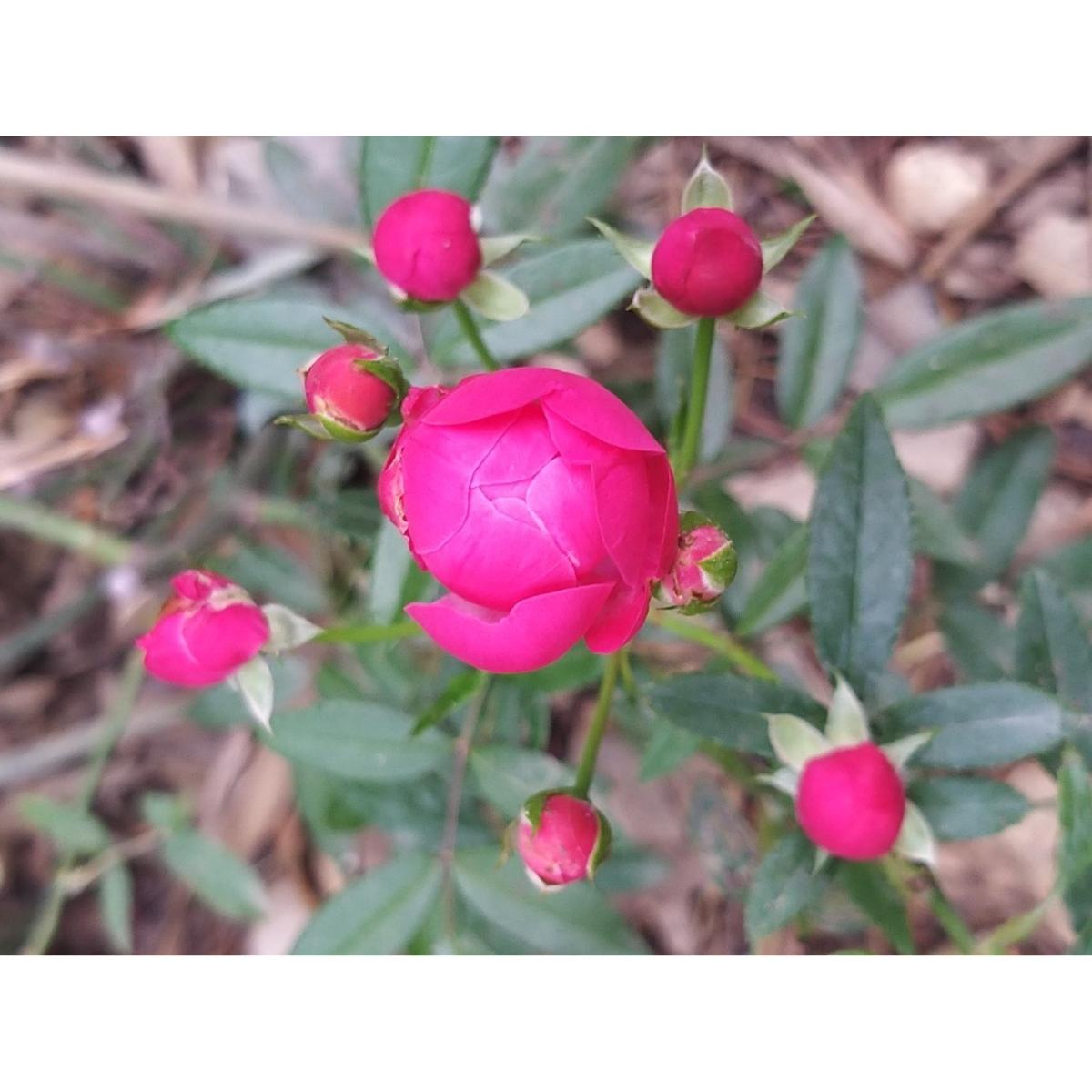 Rosa Fête des Mères - rosier nain très remontant pour patio de type ...