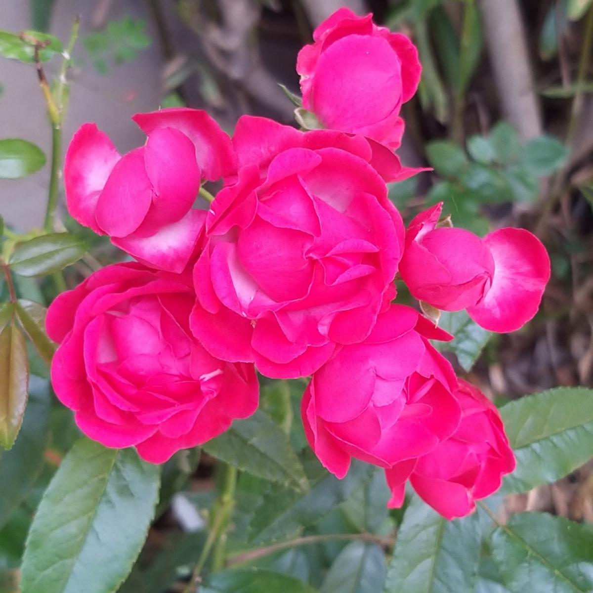 Rosa Fête des Mères - rosier nain très remontant pour patio de type ...