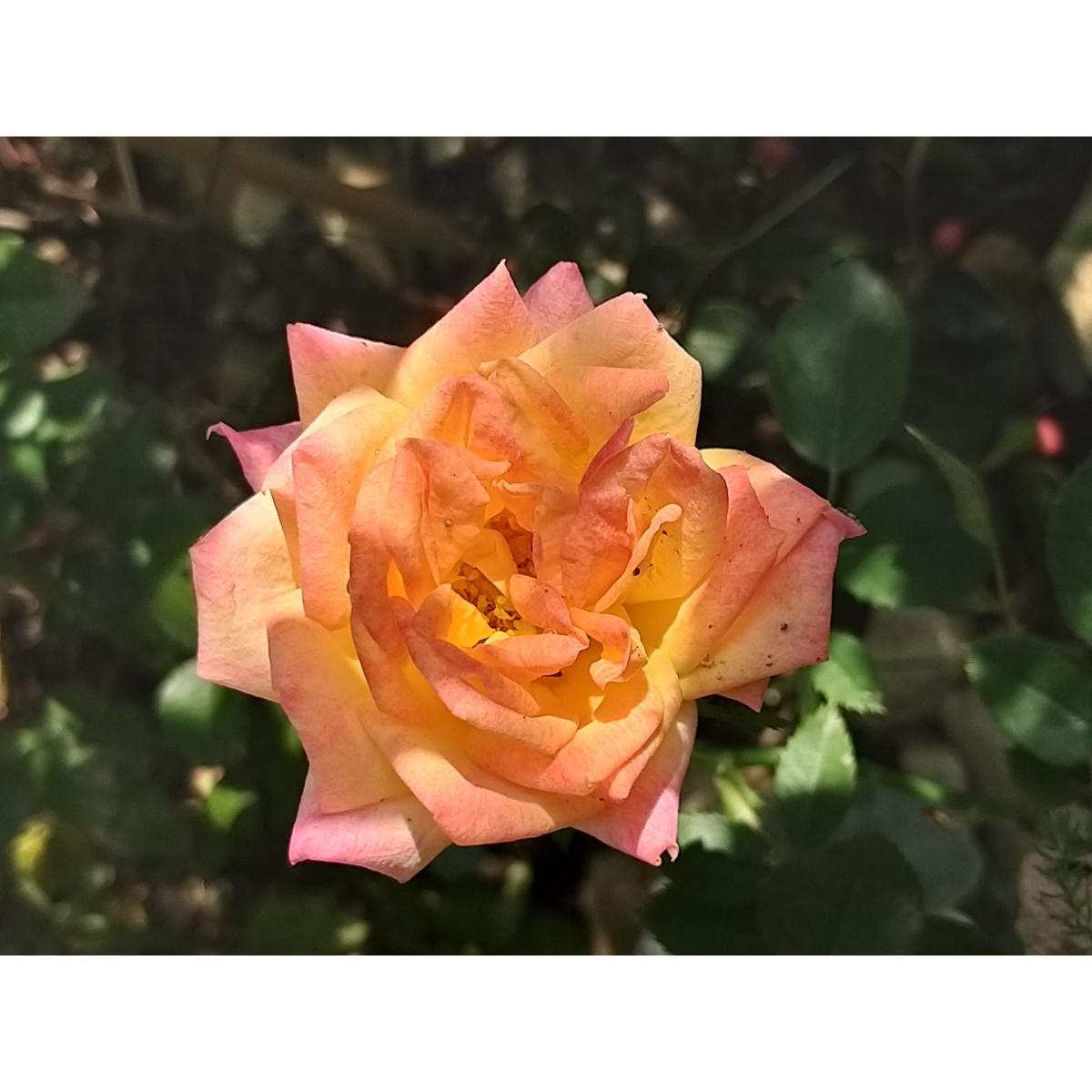 Rosa Little Sunset ® - Rosier miniature, au port harmonieux, aux ...