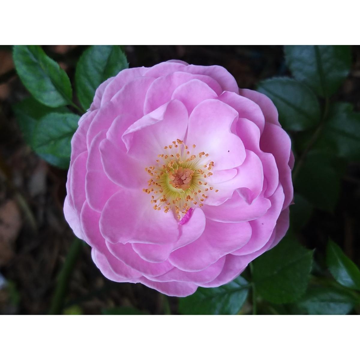 Rosa Patio Rose Nautica - Rosier à massif, fleurs doubles rose lavande ...