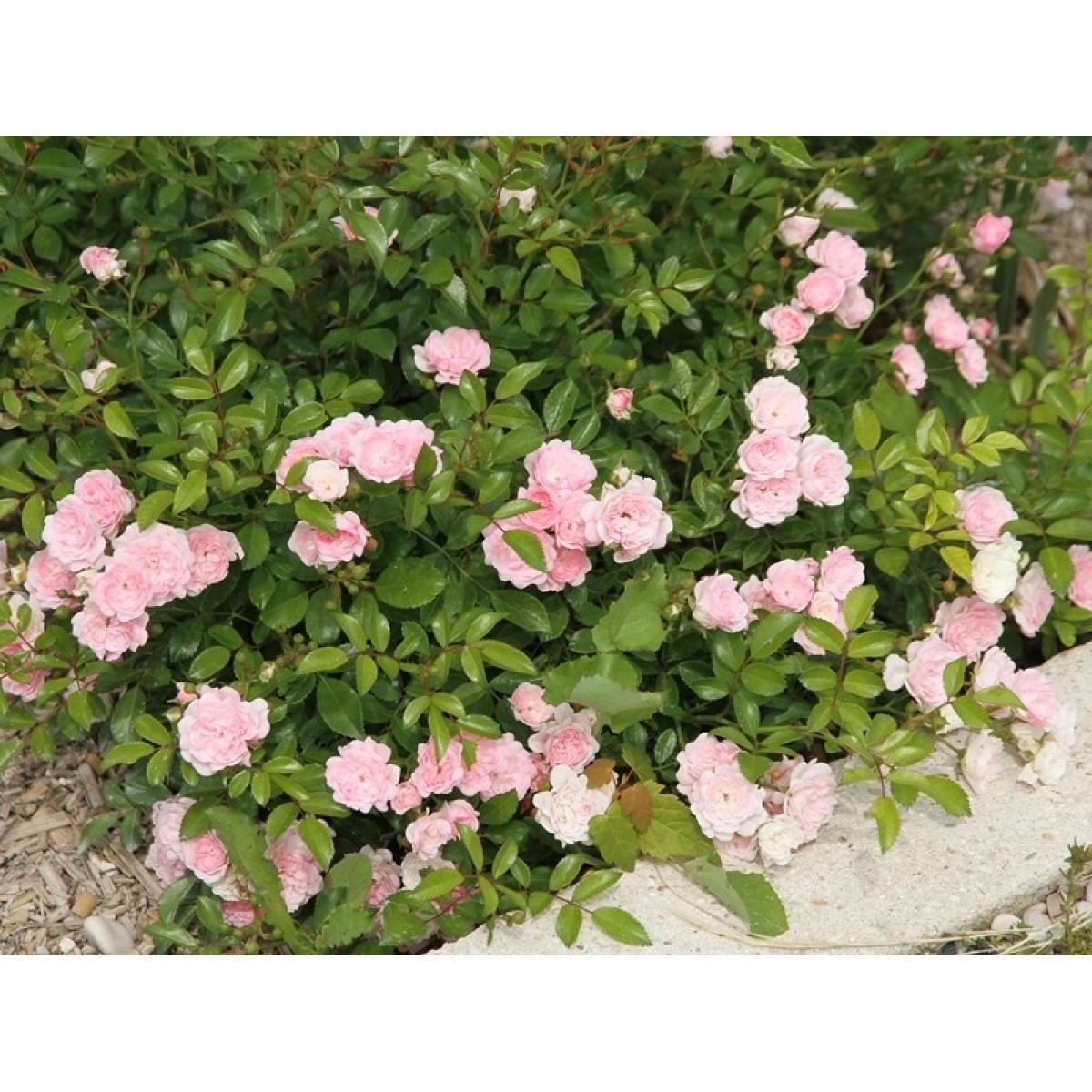 Rosier Couvre Sol The Fairy - Un rosier inratable, à l'aise partout ...