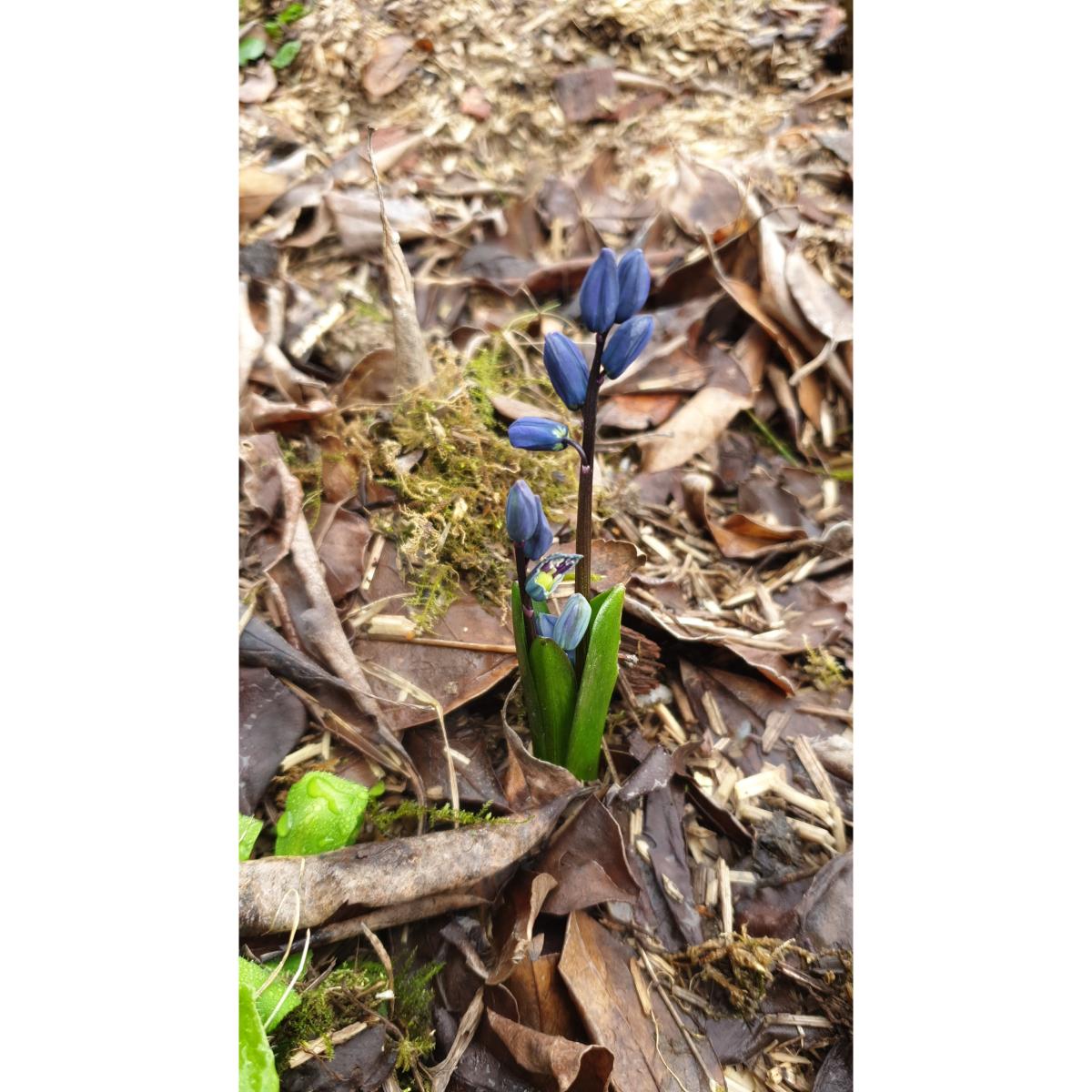 Scilla siberica Spring Beauty - Scille de Sibérie - Petite bulbeuse aux ...