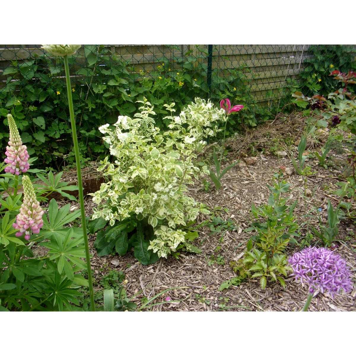 Philadelphus coronarius Variegatus - Seringat des jardins panaché