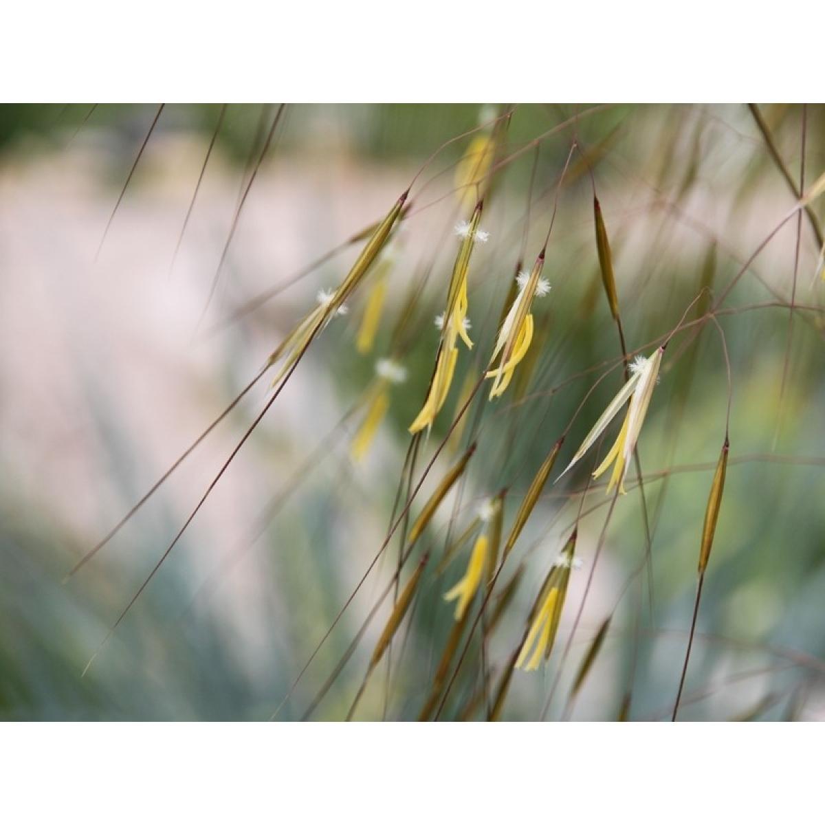 Stipa gigantea - Stipe géante - Graminée vivace