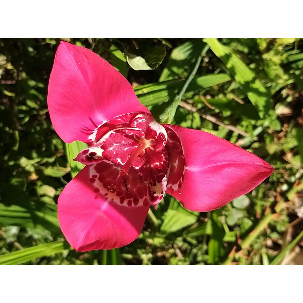 Oeil de Paon - Tigridia pavonia en mélange de coloris - Plantes ...