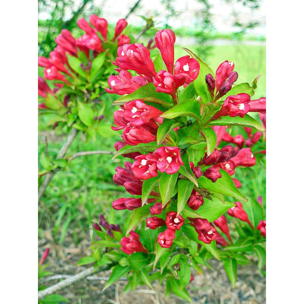 Weigela All Summer Red - Weigélia nain à floraison remontante rouge vif