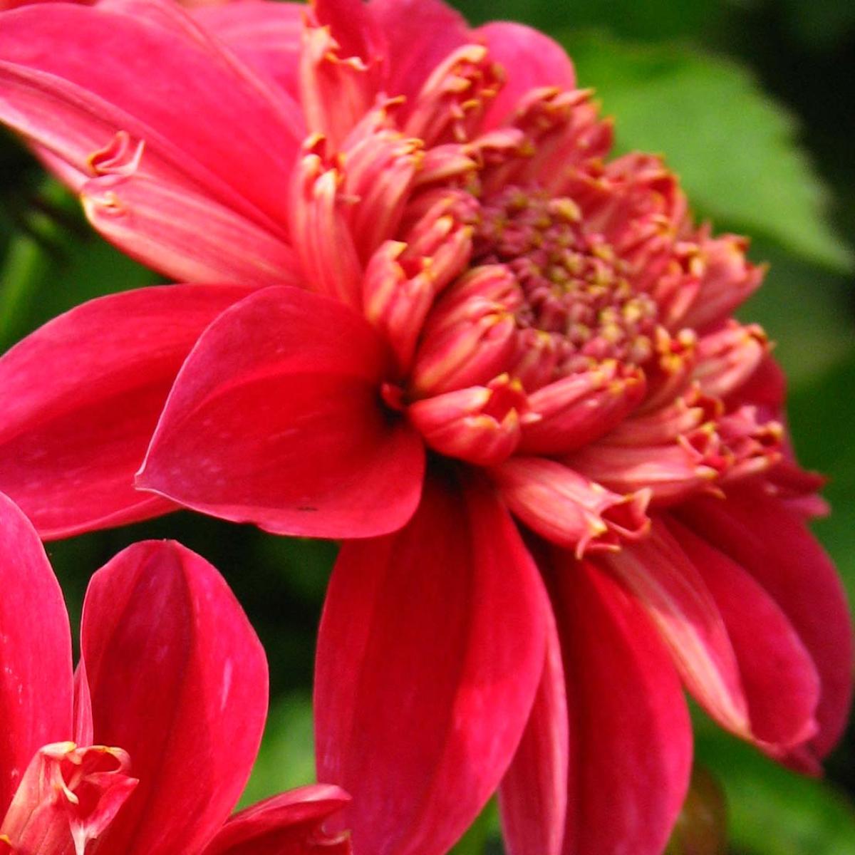 Dahlia Inca - Dahlia à fleur d'anémone - Des fleurs rouge lumineux, aux ...