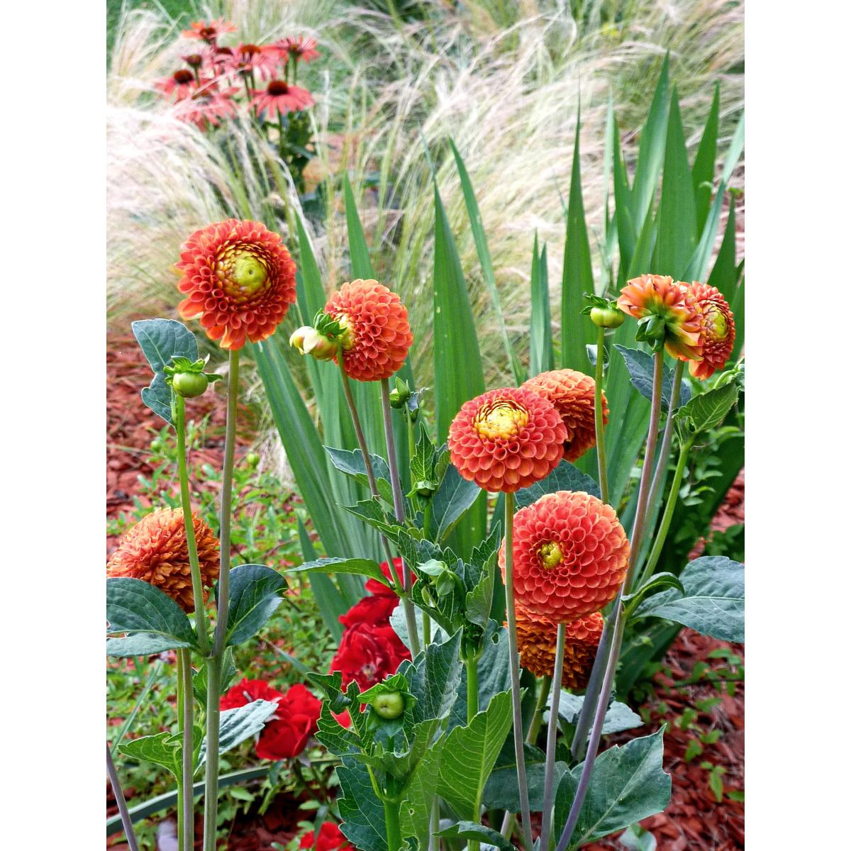 Dahlia Bantling - Dahlia pompon - des fleurs exquises, en forme de ...