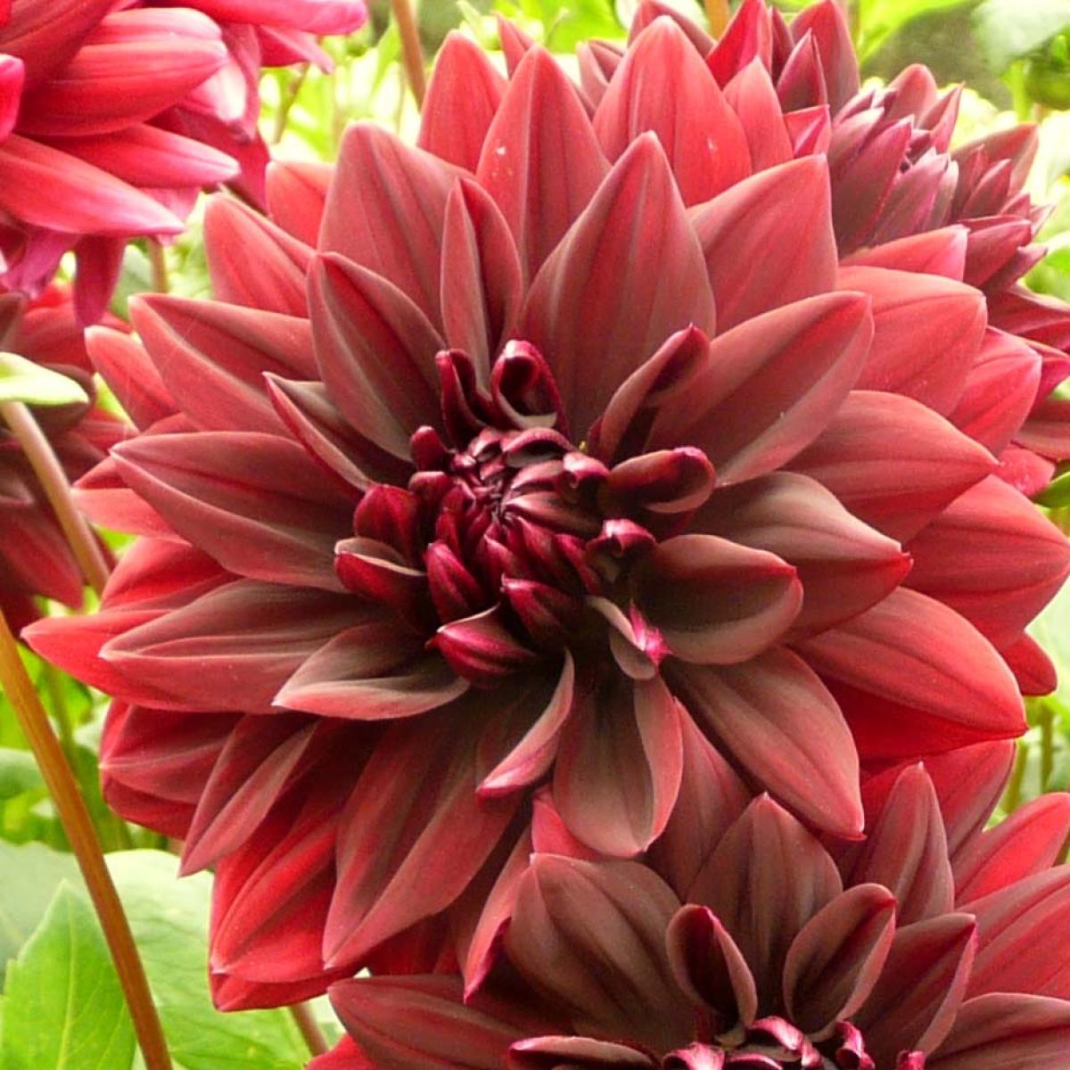 Le Dahlia Sam Hopkins, un dahlia décoratif aux fleurs rouge foncé