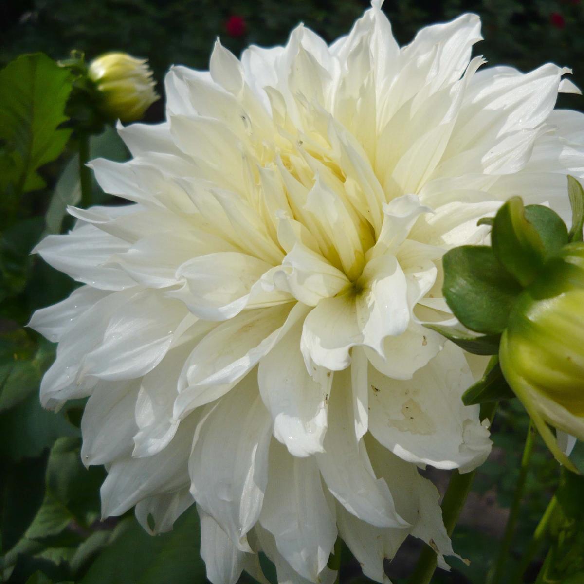 Dahlia White Perfection - Dahlia Groupe décoratifs Géant - Des fleurs ...