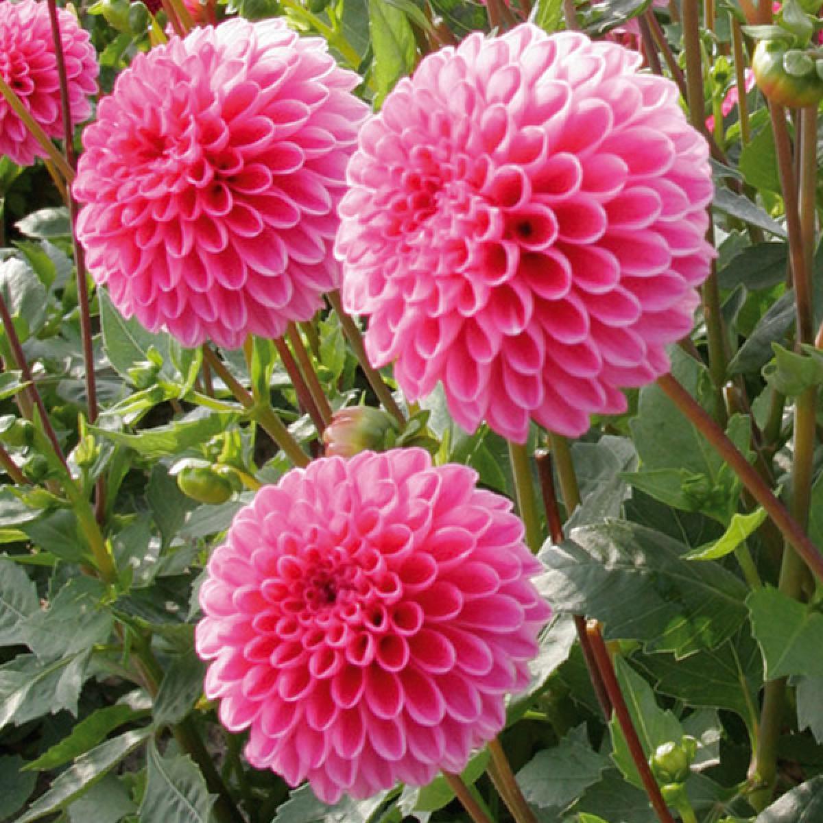 Dahlias Purple Jewel, de jolis pompons rose soutenu pour massifs et ...