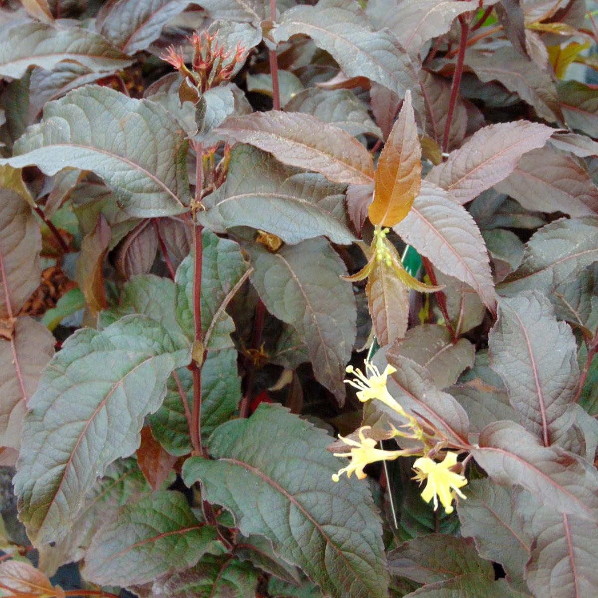 Diervilla splendens Diva El Madrigal - Diervillé à feuillage pourpre
