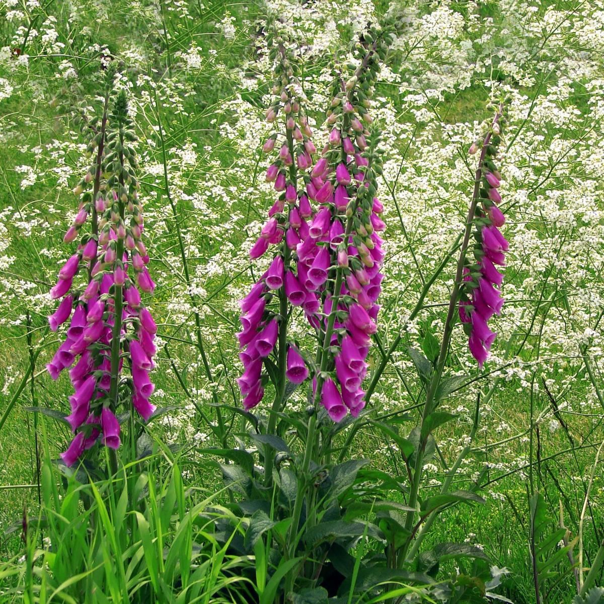 Digitale pourpre – Digitalis purpurea en mélange de coloris rose à pourpré.