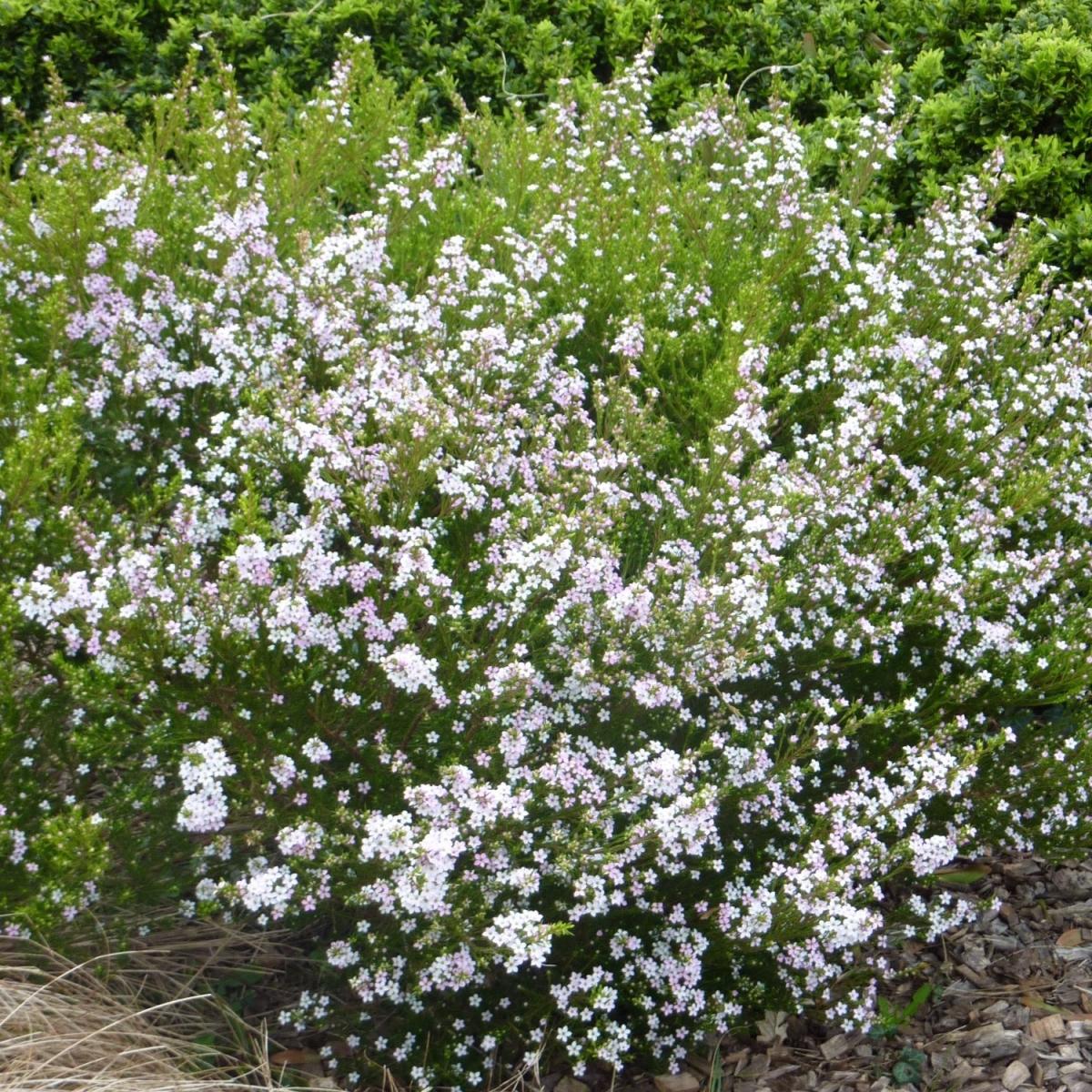 Diosma hirsuta Pink Fountain – Diosmée hirsute à feuillage de bruyère