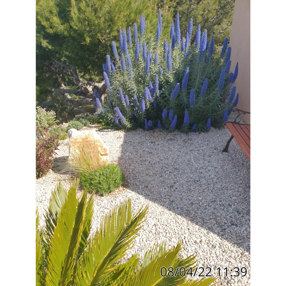 Echium candicans (fastuosum) - Vipérine de Madère, vivace arbustive ...
