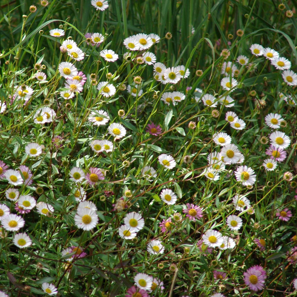 Erigeron karvinskianus - Vergerette de Karvinsky - Pâquerette des murailles
