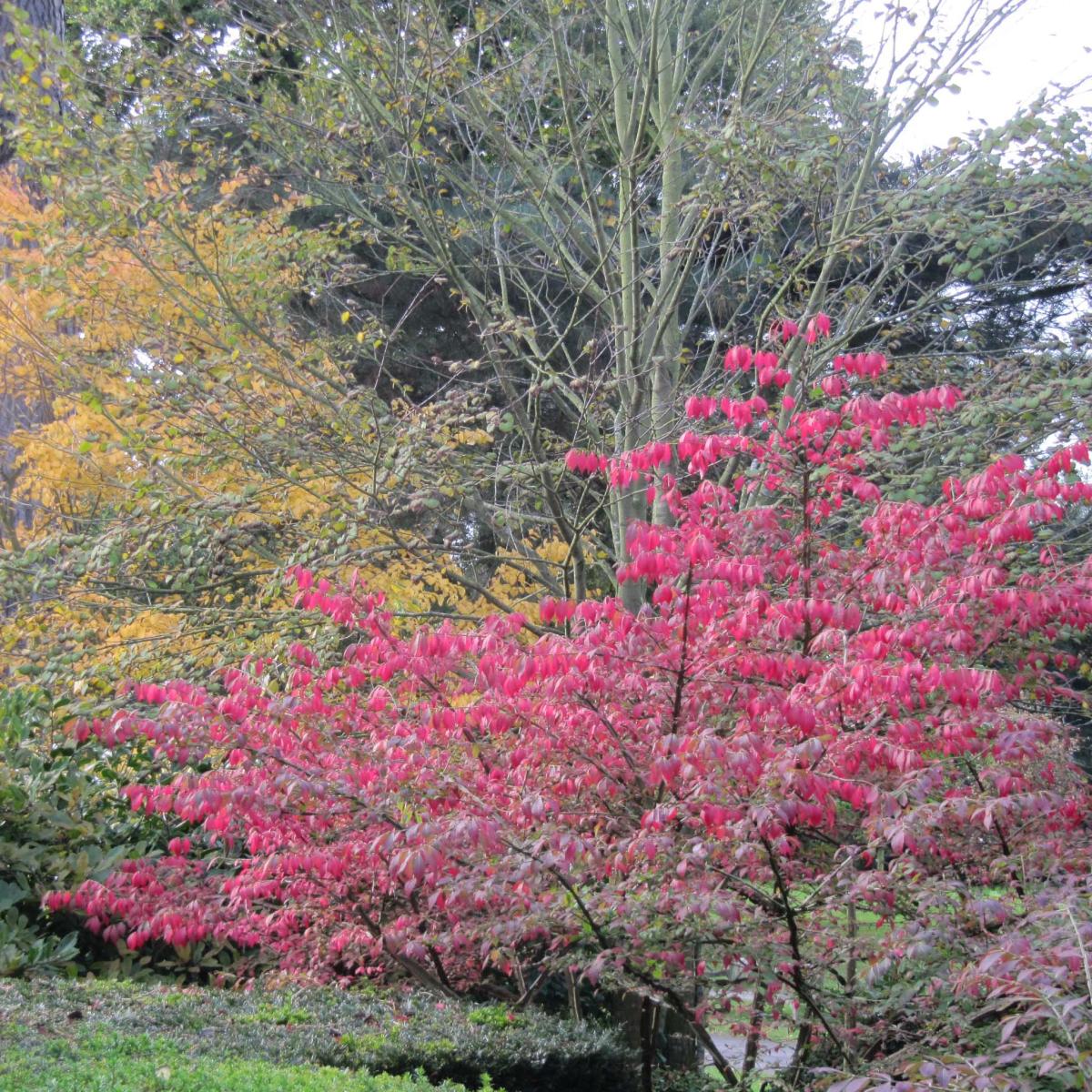 Euonymus alatus - Fusain ailé - Bel arbuste à feuillage rouge en automne